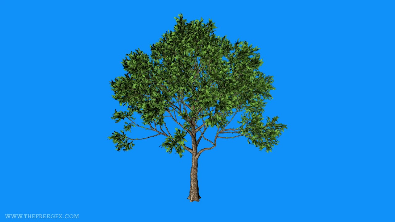 Tree in wind blue screen video - YouTube