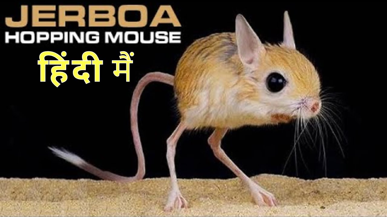 Baluchistan Pygmy Jerboa - Ek Anokhi Prajati || Desert's Hopping Mouse ...