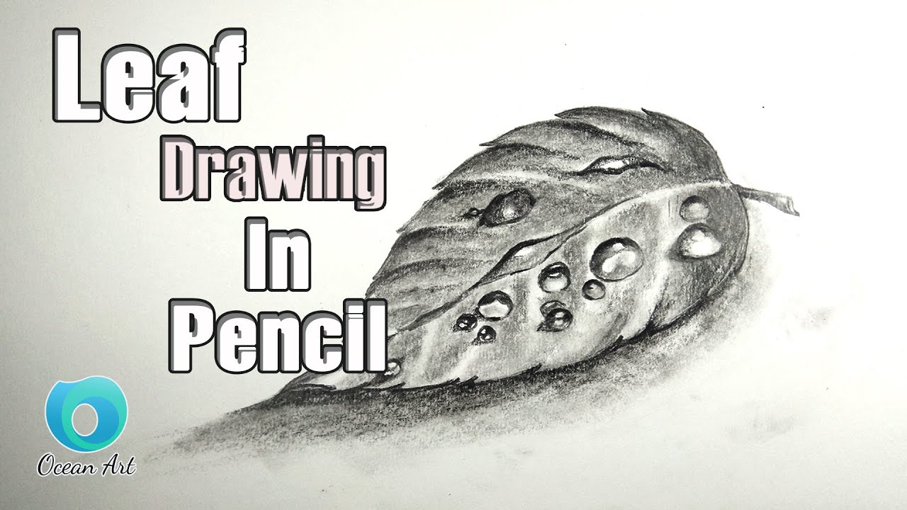 Pencil Drawing And Water Drops On A Leaf - YouTube