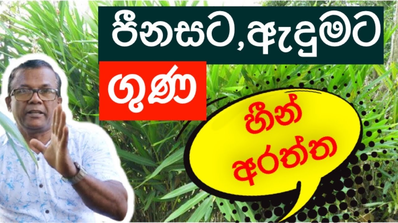 අහාර ජීරණය පහසු කරන, සෙම් රෝග නසන ඔසුව | Heen Araththa | Ceylon Agri ...