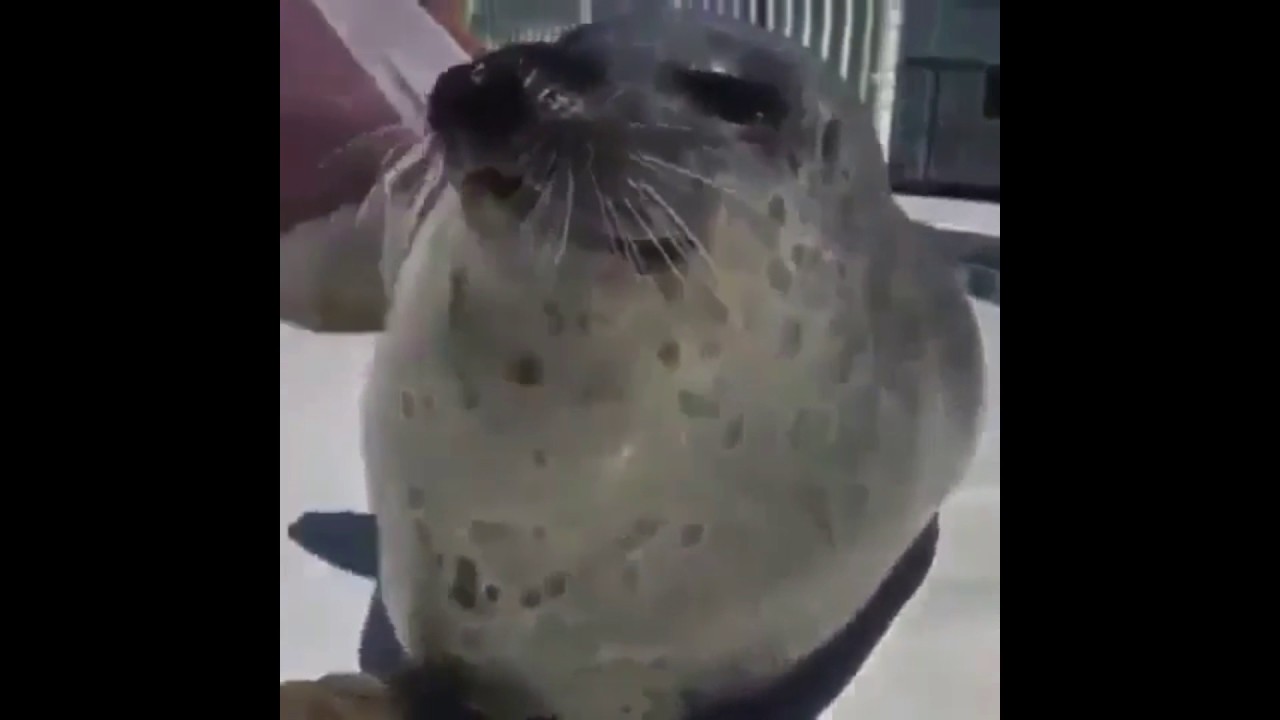 Slappy Seal - YouTube