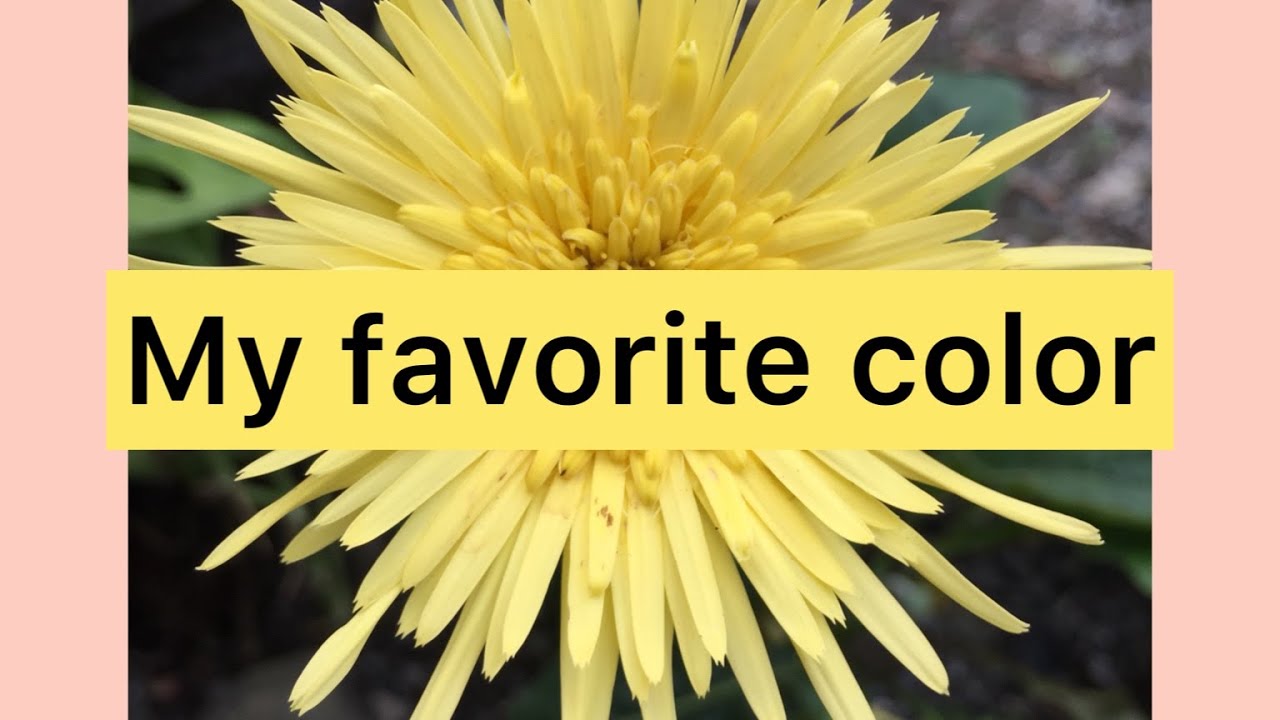 Yellow Daisy/ My favorite color - YouTube