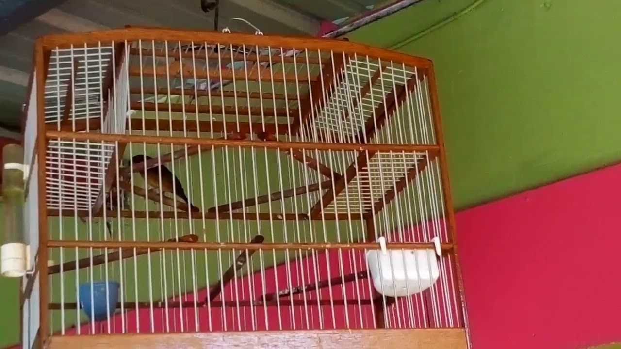 Trini bullfinch Brown nurser good bloodline bird 23rd January 2019 ...