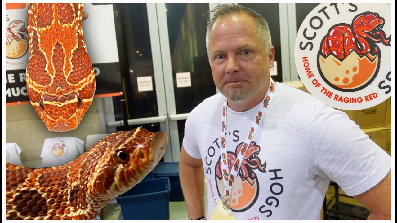 Scott Lucas Talks About the Raging Red Hognose Snake - YouTube