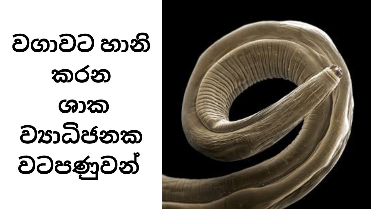 වගාවට හානි කරන ශාක ව්‍යාධිජනක වටපණුවන් | How to identify nematodes | plants pathogenic nematode ...