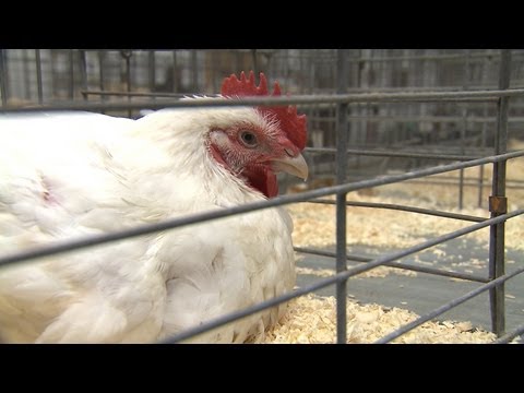 Poultry Judging | Iowa State Fair 2012 - YouTube