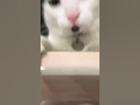 кот Дивуар - YouTube