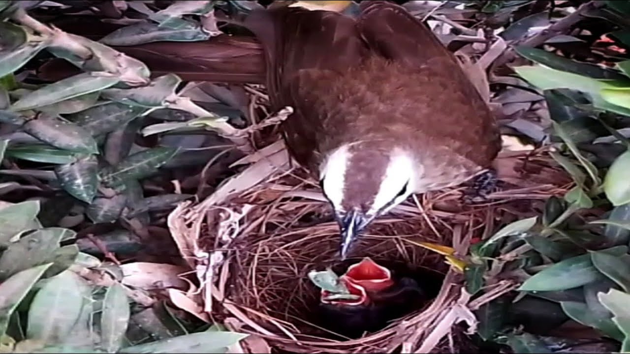 Yellow-vented bulbul# Birds feed baby Ding Tong locust#birds - YouTube
