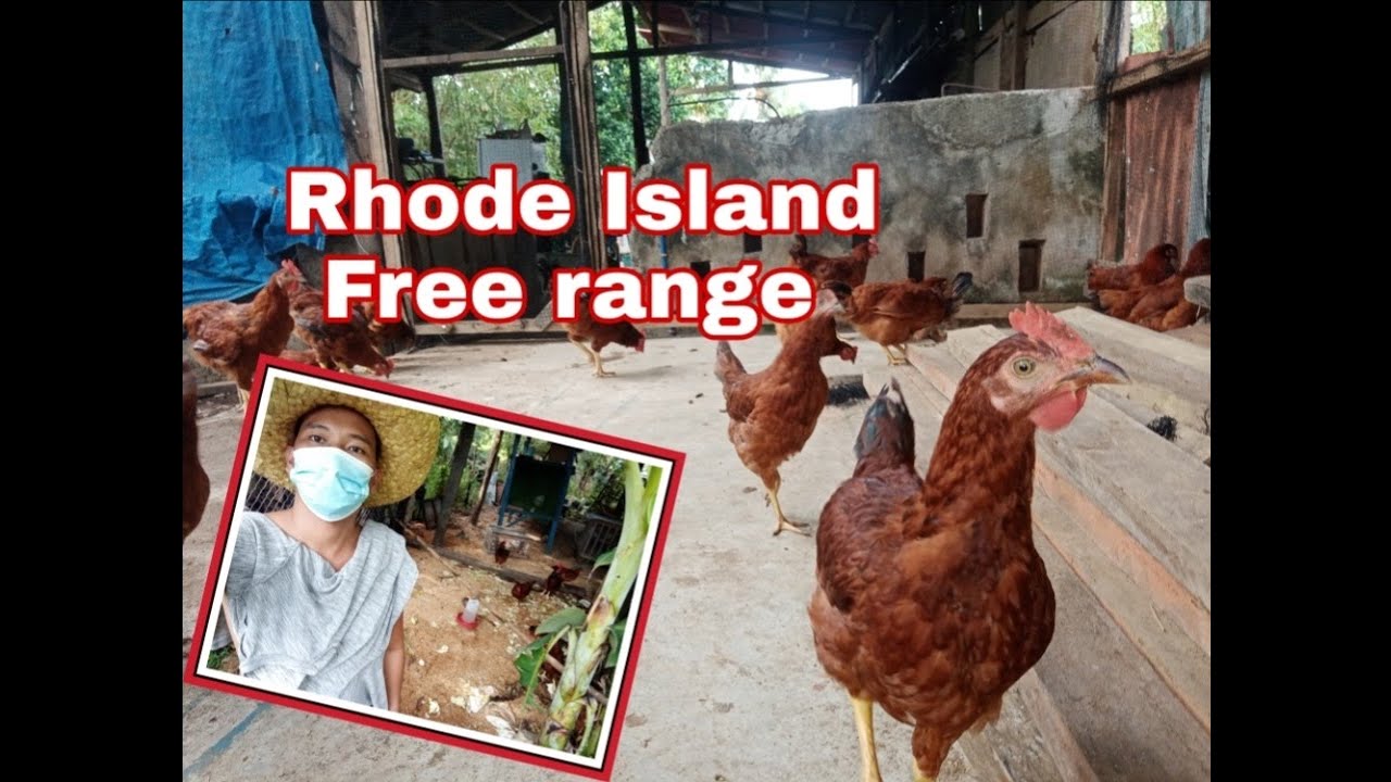 Rhode Island free range farming - YouTube