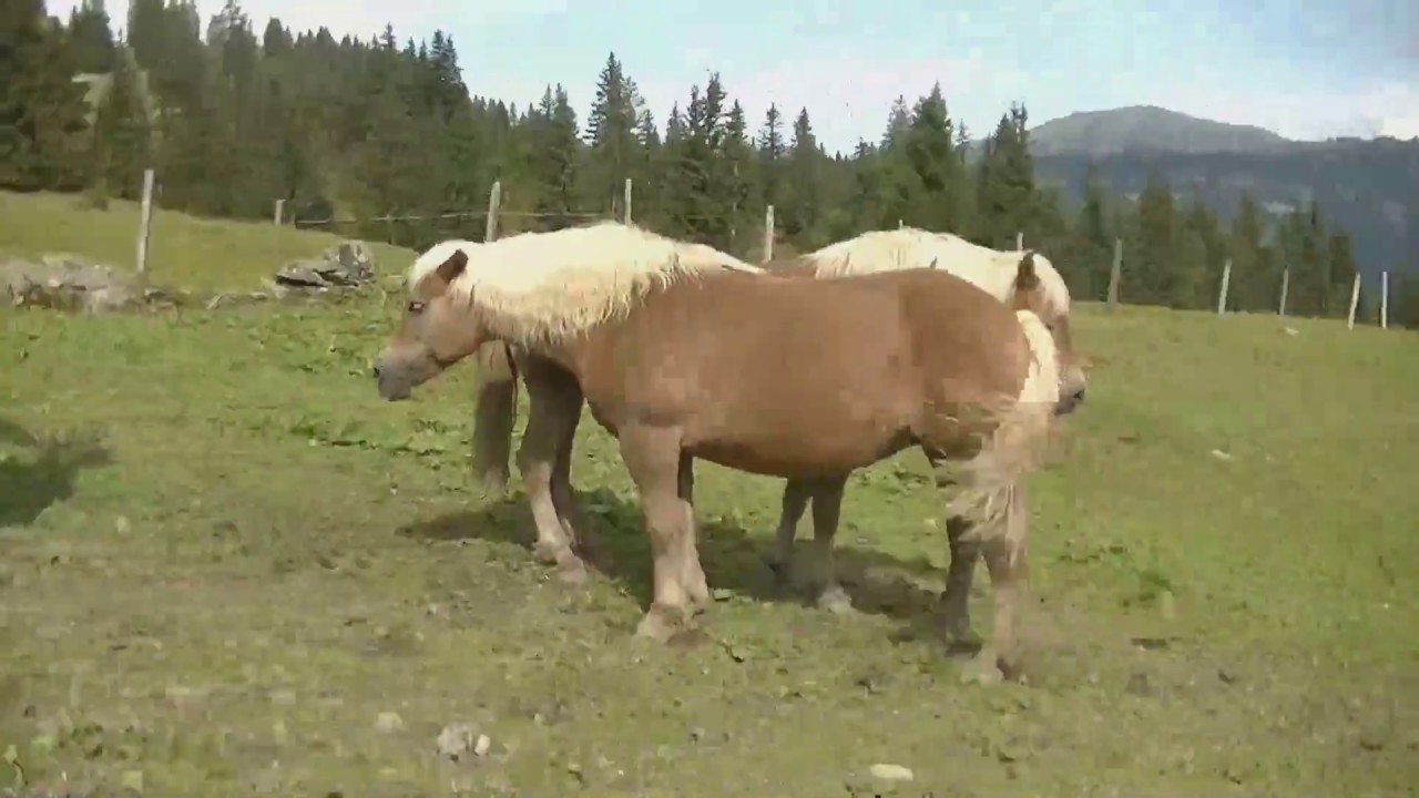Medley: Tirol dieTreue - Sachsen Lied - treuer Husar - live gesungen ...