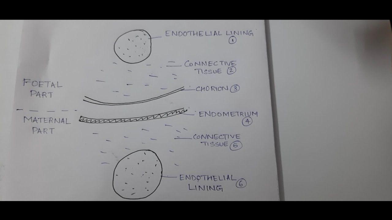 Placenta types - Histological basis of classification - YouTube