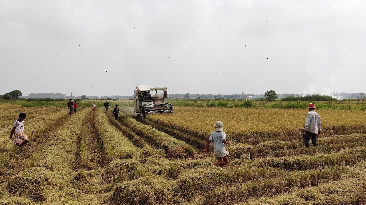 Farmer do rice harvesting and catch many mice for food, look so happy ...