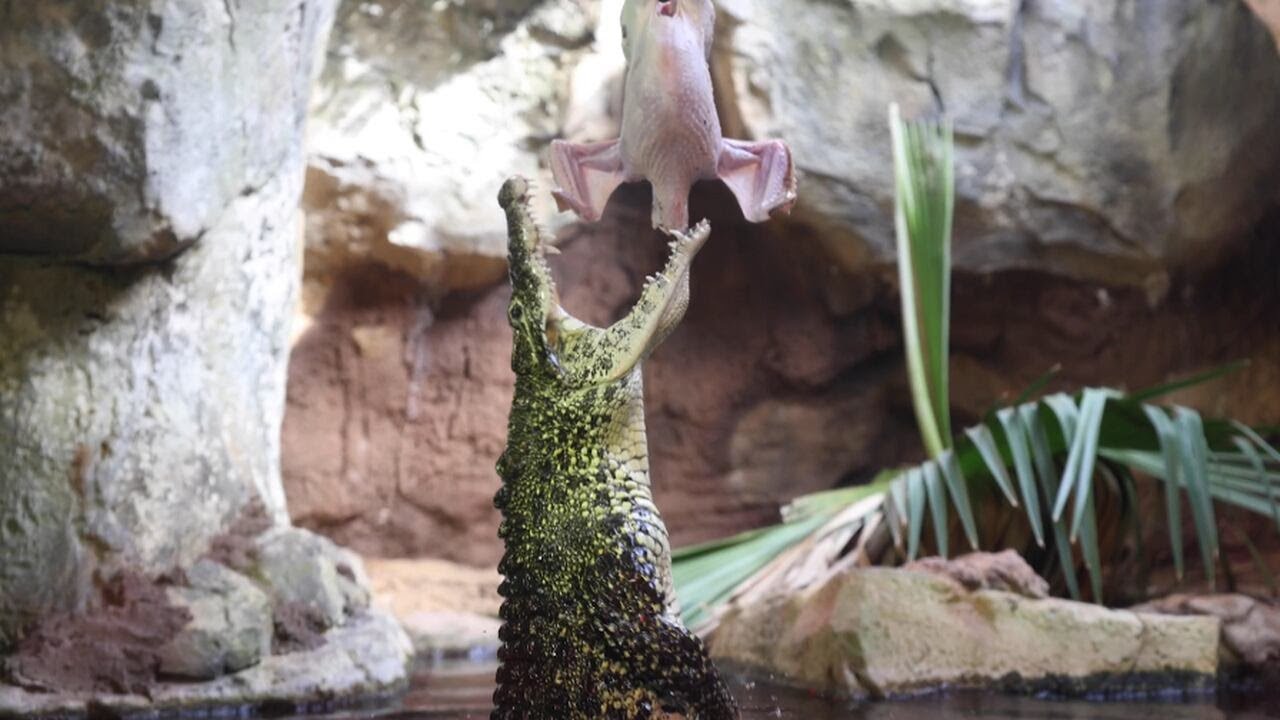 Wild Inside: Turkey time for the crocs - YouTube