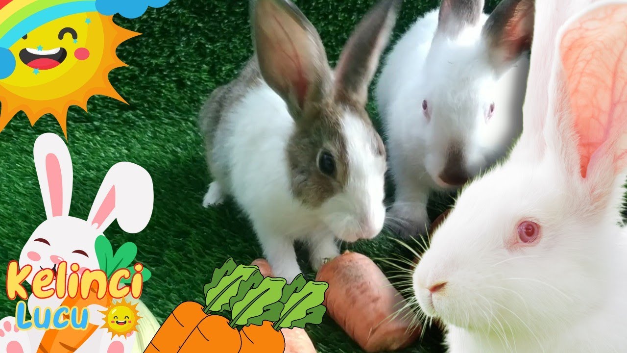 ️Cute.. 🐰Kelinci Lucu Dan Imut Bermain Sedang Makan Wortel, Jagung ...