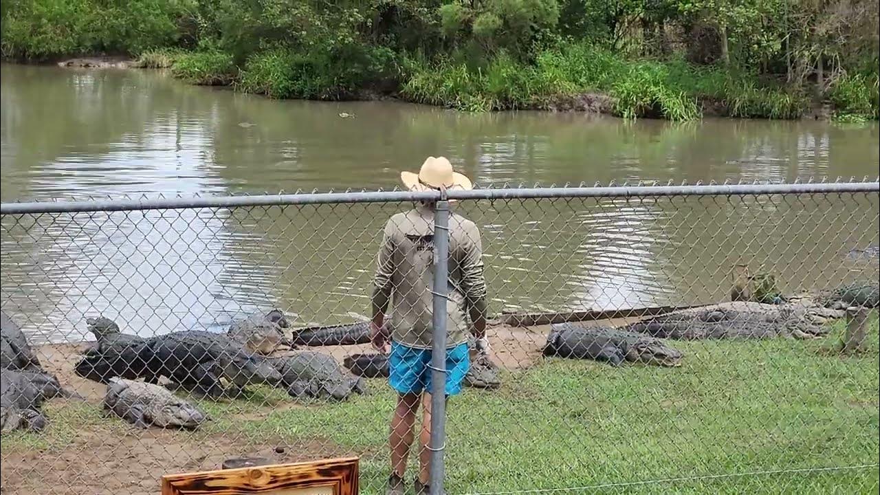 Feeding Frenzy Hundreds of Alligators at Alligator Alley in Alabama ...