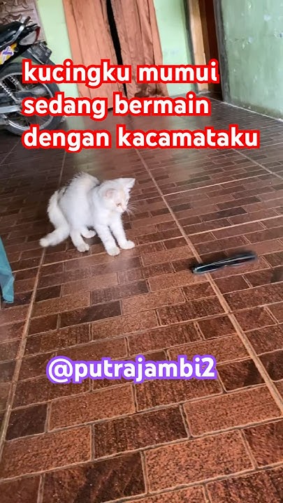 kucingku mumui sedang bermain dengan kacamataku - YouTube