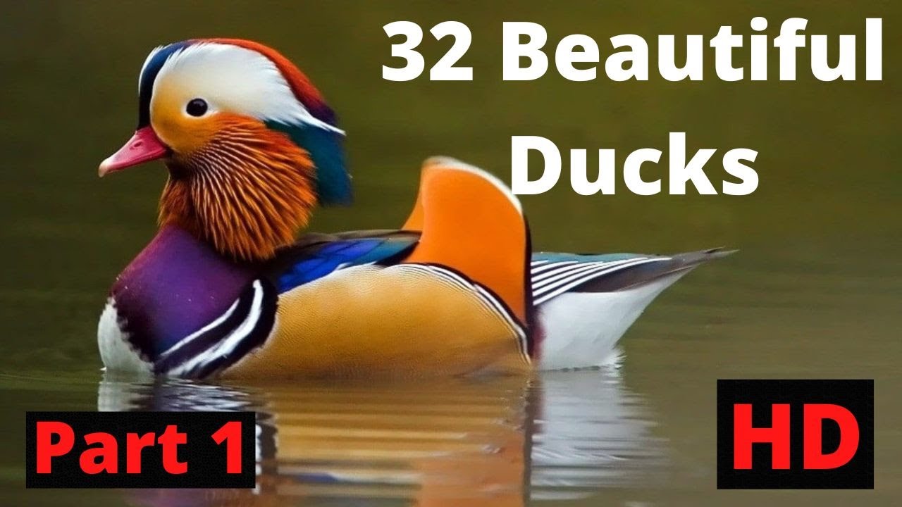 Duck | Beautiful Ducks | The Most Beautiful Ducks in The World | Duck ...
