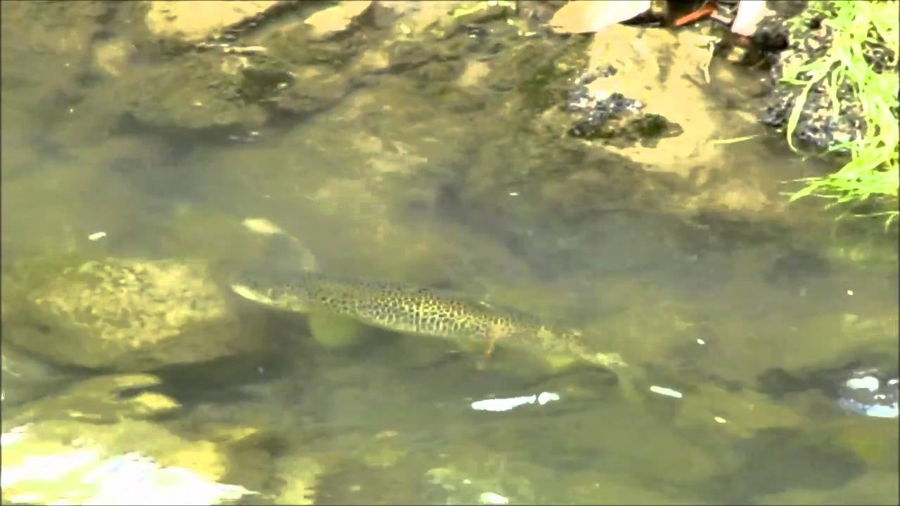 Trucha común del río Araxes - YouTube