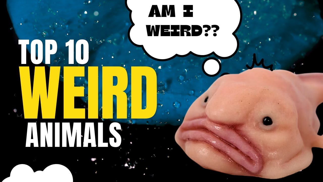 Weird Animals in the World | Strange Animals | Weird Animals Caught in ...