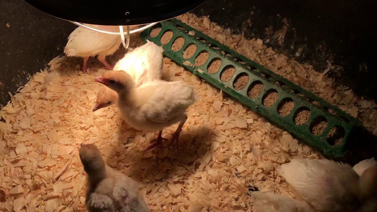 Turkey Poults 2 Weeks Old - YouTube