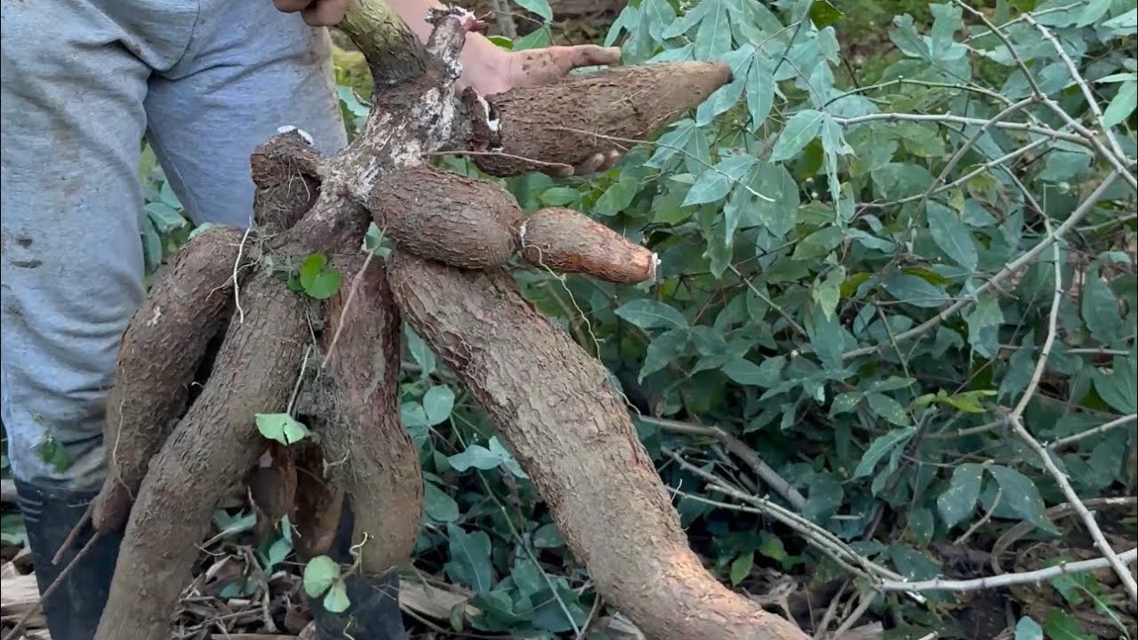 Las 2 maneras más fáciles para cosechar Yuca ~ Saida ZC ~ 💚 - YouTube