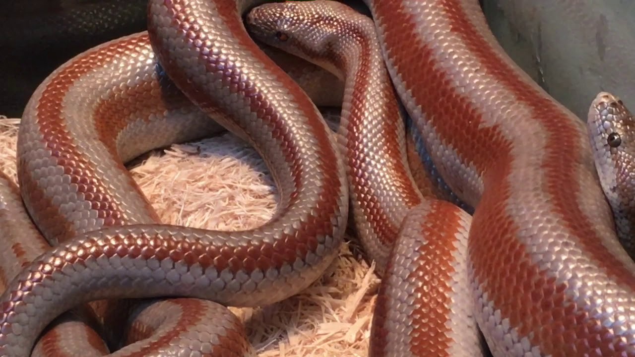 Rosy Boa Pelvic Spur in Use - YouTube