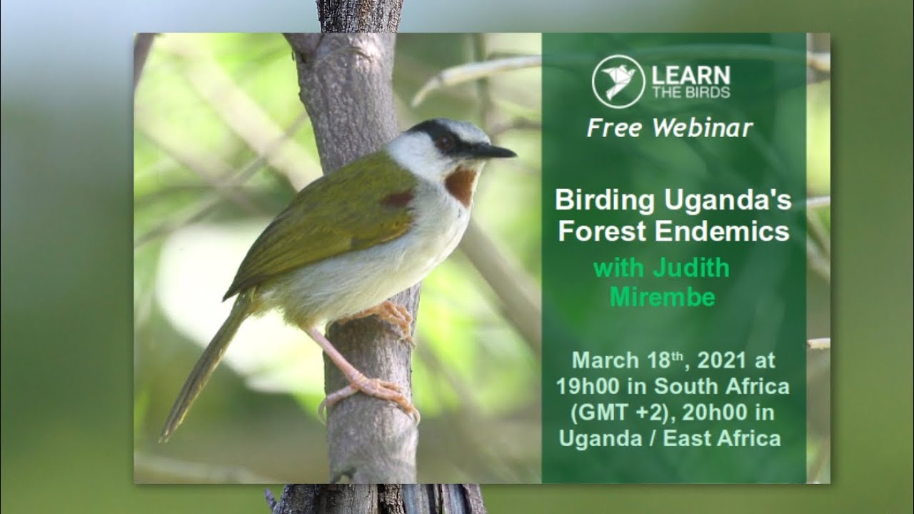Birding Uganda’s Forest Endemics with Judith Mirembe - YouTube