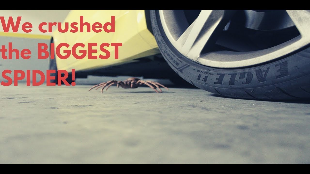 We crushed the BIGGEST Spider!! - YouTube