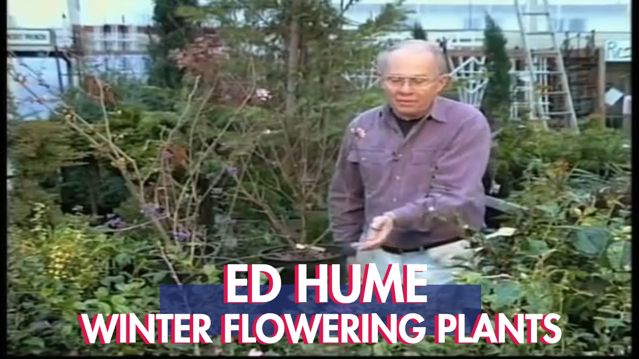 Ed Hume Winter Flowering Plants - YouTube