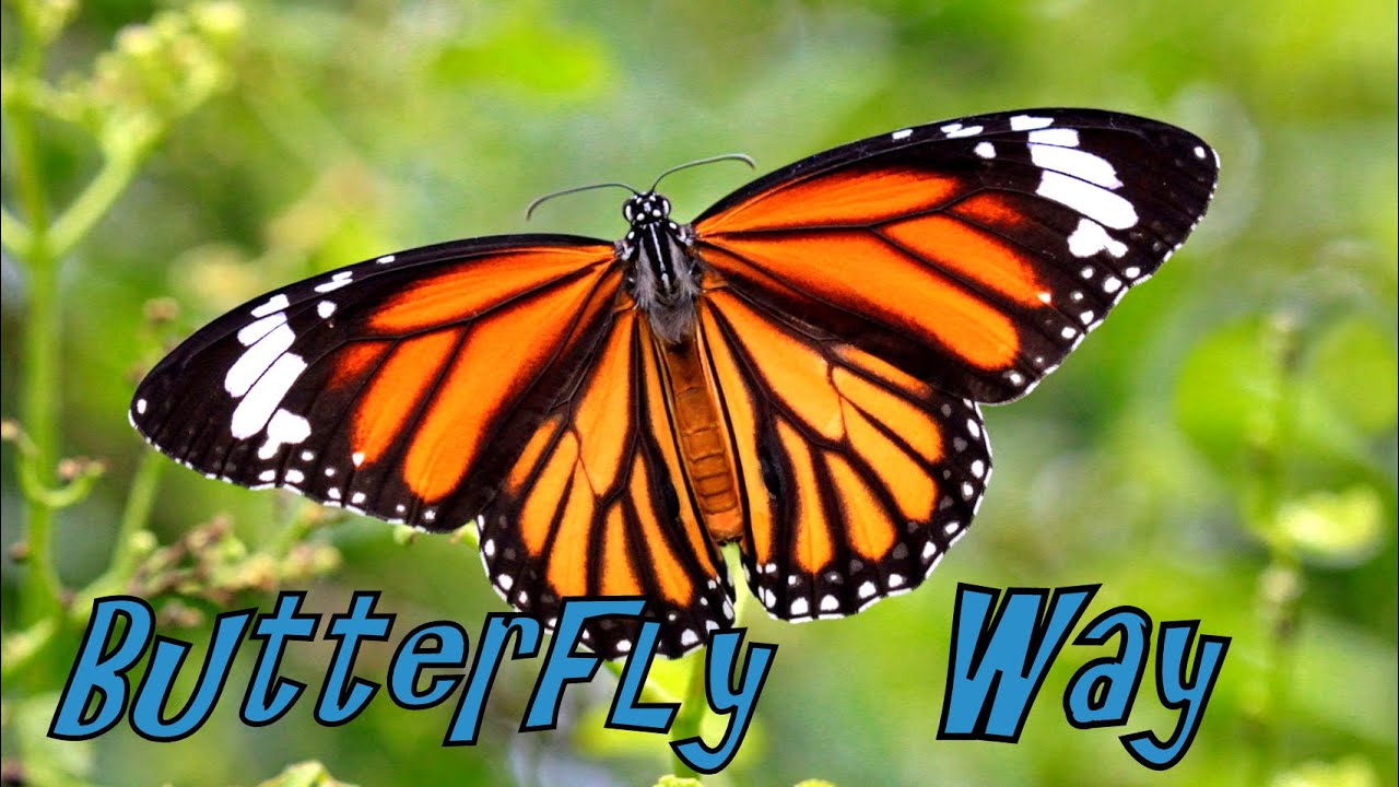 A walk through 'Butterfly Way'. - YouTube