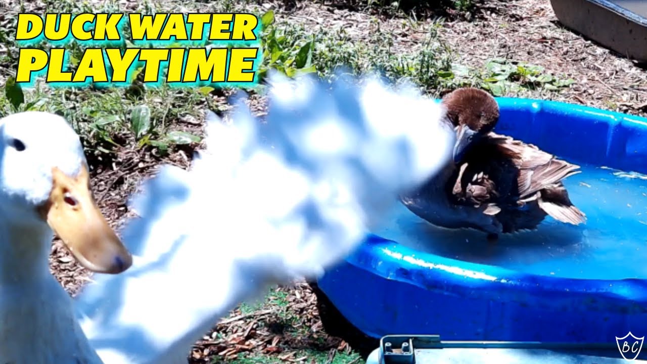 My Pet Duck Water Playtime (Fun With Friends) - YouTube