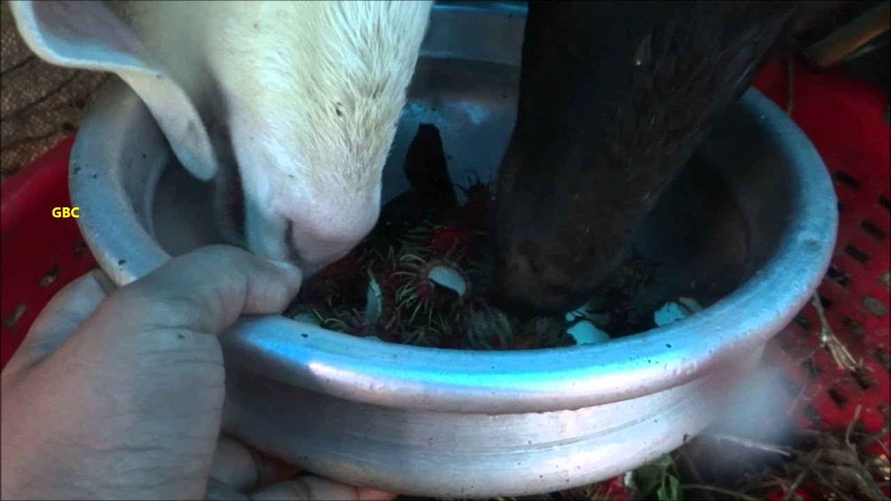 Rambutan fruit skin - A good food for goats - YouTube