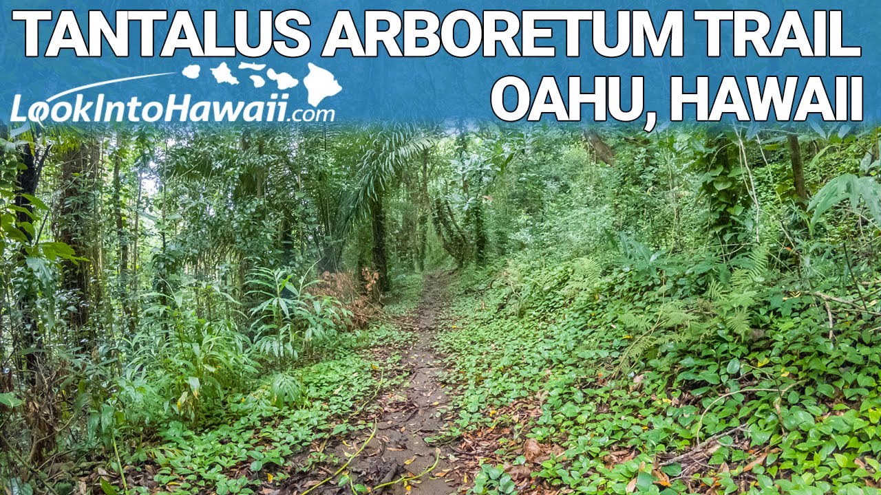 Hiking Hawaii - Tantalus Arboretum Trail on Oahu - YouTube