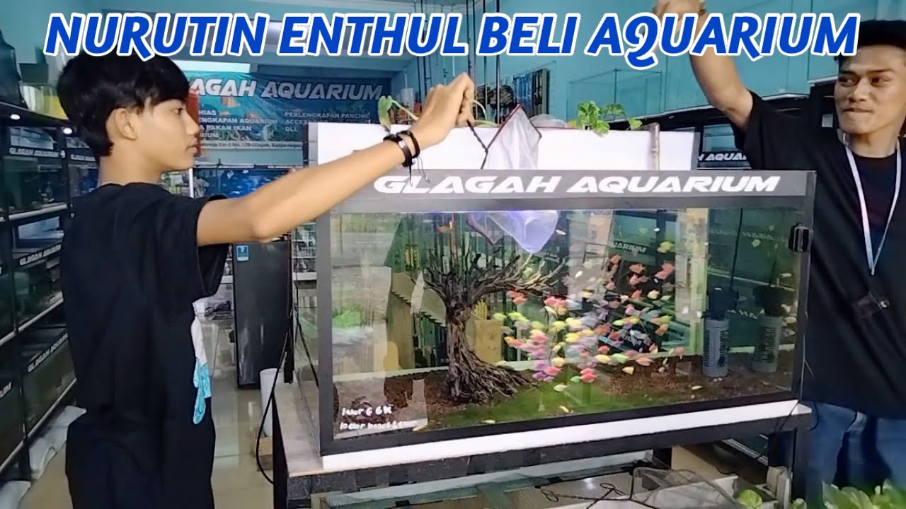 NURUTIN ENTHUL BELI AQUARIUM - YouTube