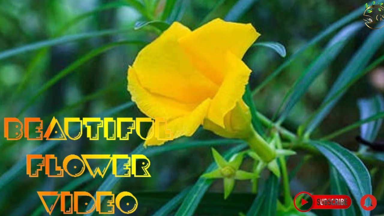 @Netural-view Nature Flower Video 4k#Nature Flower video hd status ...