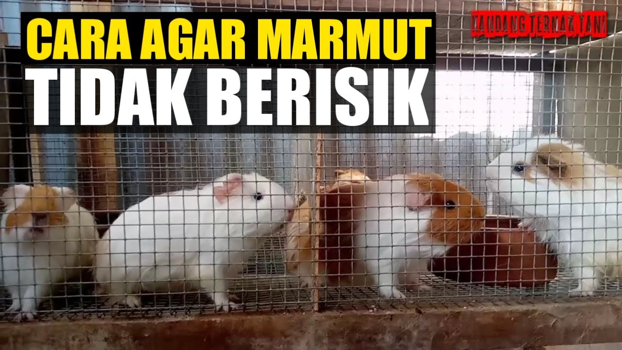 Tips Memberi Pakan Marmut yang baik dan benar - YouTube