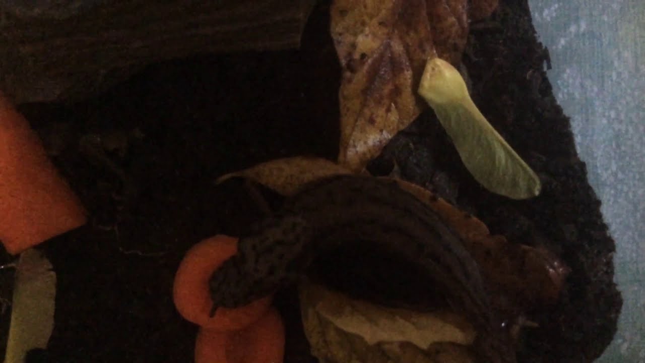 Sleeping pet slug - YouTube