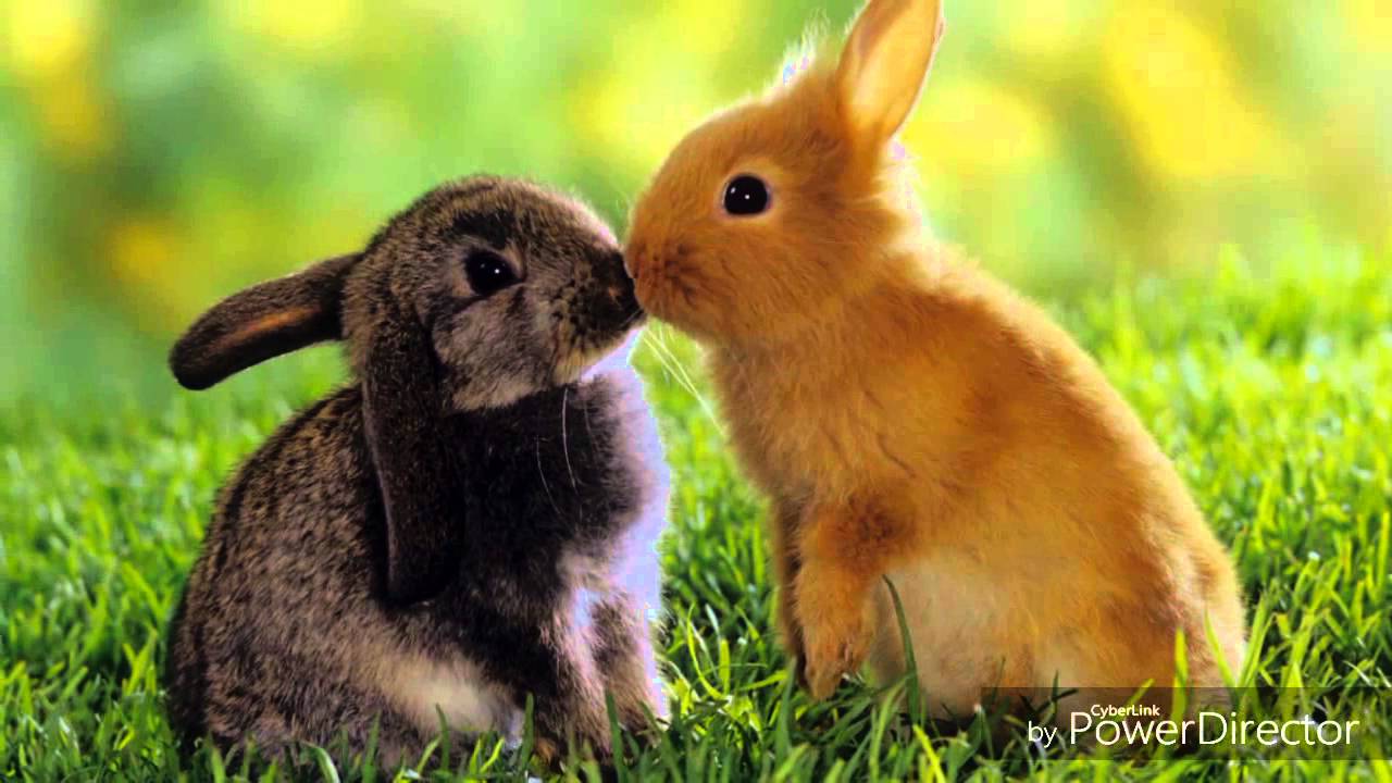 Cute animals (slideshow) - YouTube