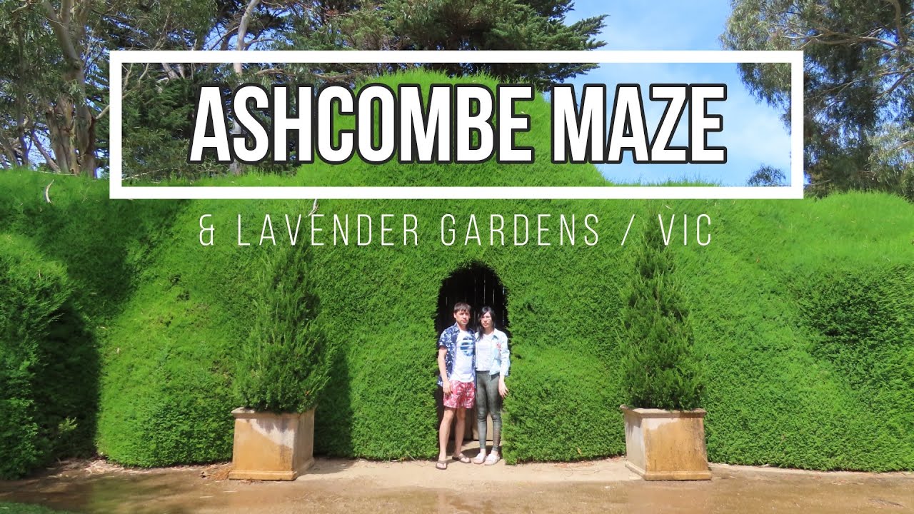 Ashcombe Maze & Lavender Gardens VIC Australia - 2h Drive from ...