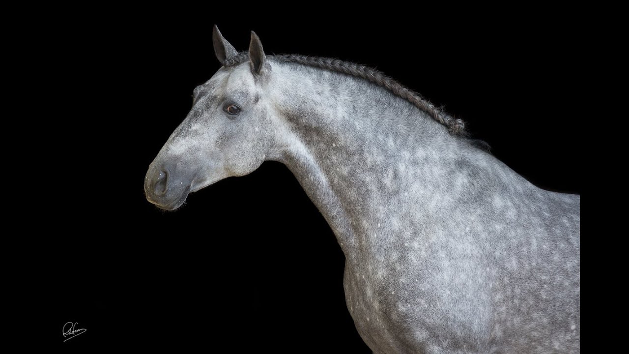 **SOLD** | Baroque Stallion - Rubi's progeny (REF#143) - YouTube