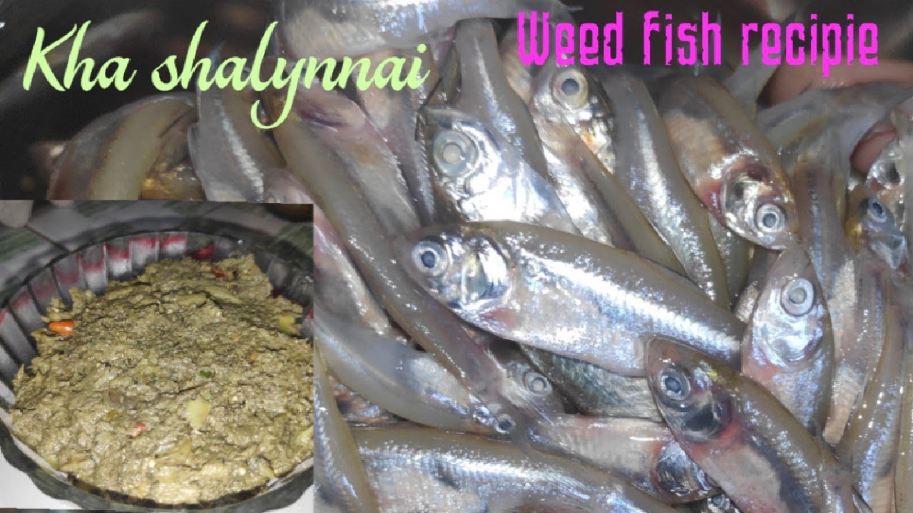 Kumno ban shet ia ka Kha shalynnai | kumno ban shet chatani | weed fish ...