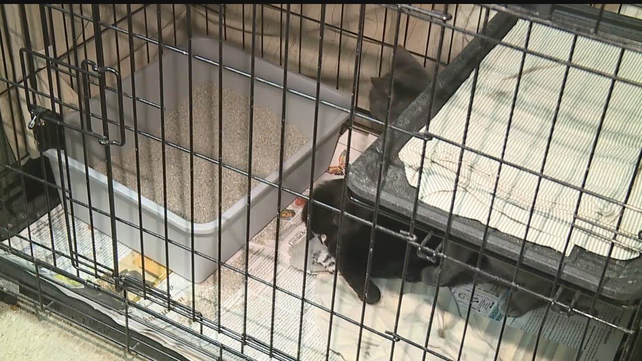 Bill could mean more hope for local animals at shelter - YouTube