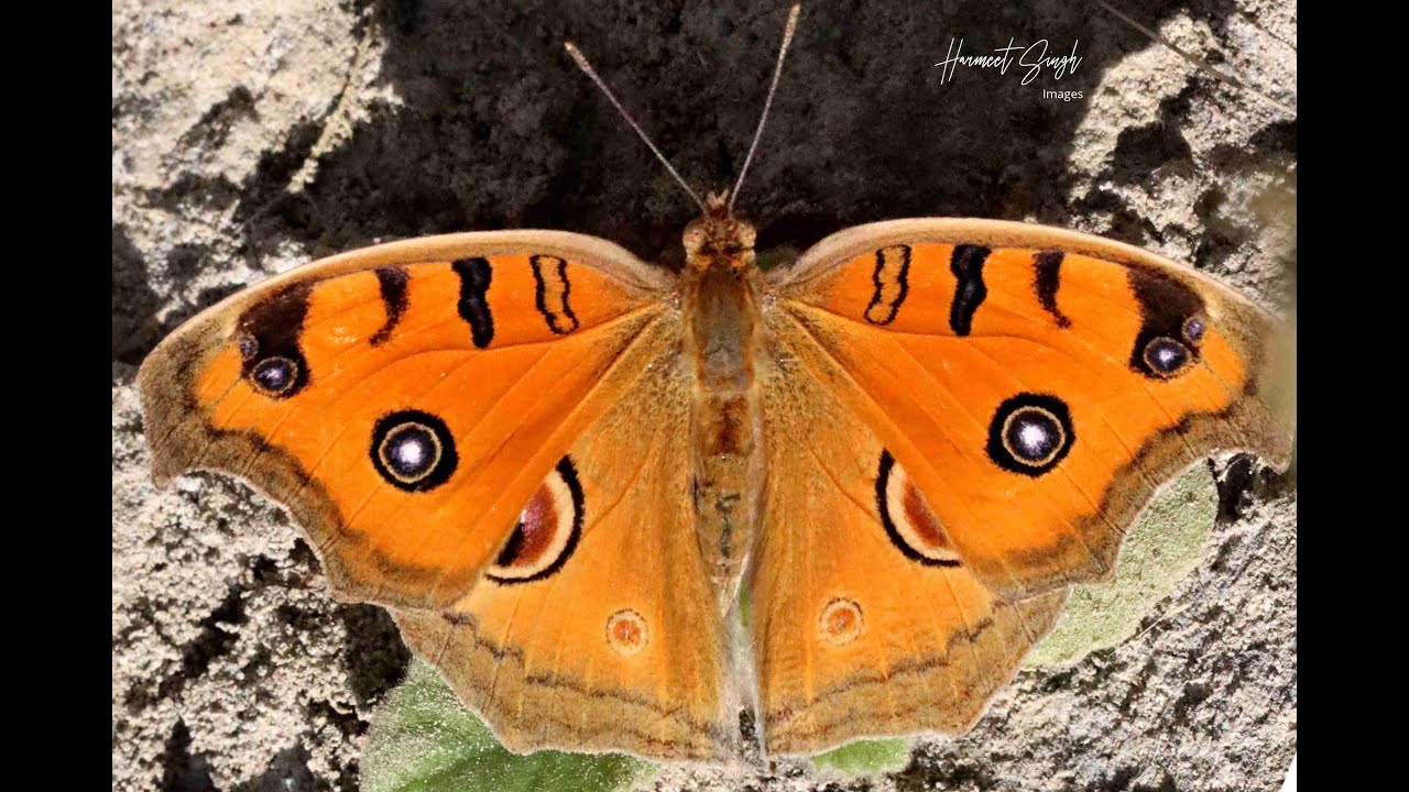 Top 30 Butterflies - YouTube