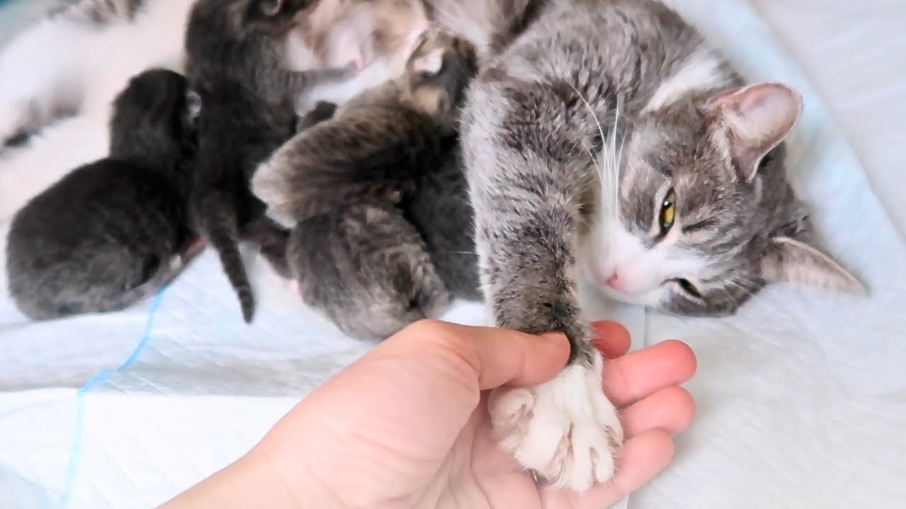 CAT GIVES BIRTH! | Part 2 of Lady's story - YouTube