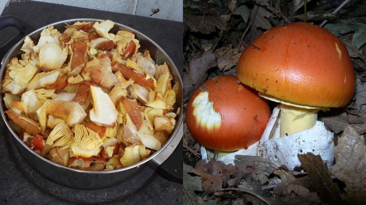 CAESAR'S MUSHROOM (Amanita caesarea) HUNTING AND COOKING (Wild Edible ...