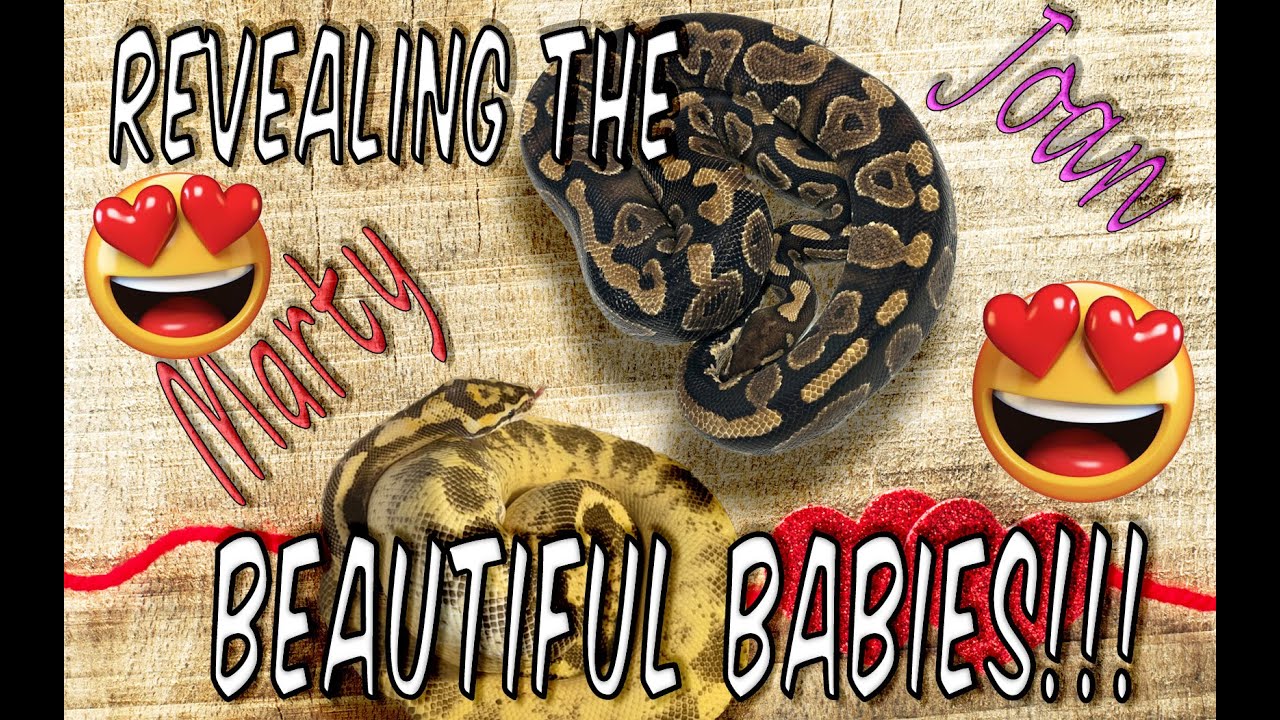 Awesome RESULTS on this BEAUTIFUL ball python clutch!!! - YouTube