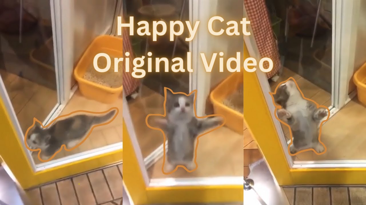 Happy Cat Original Video - YouTube