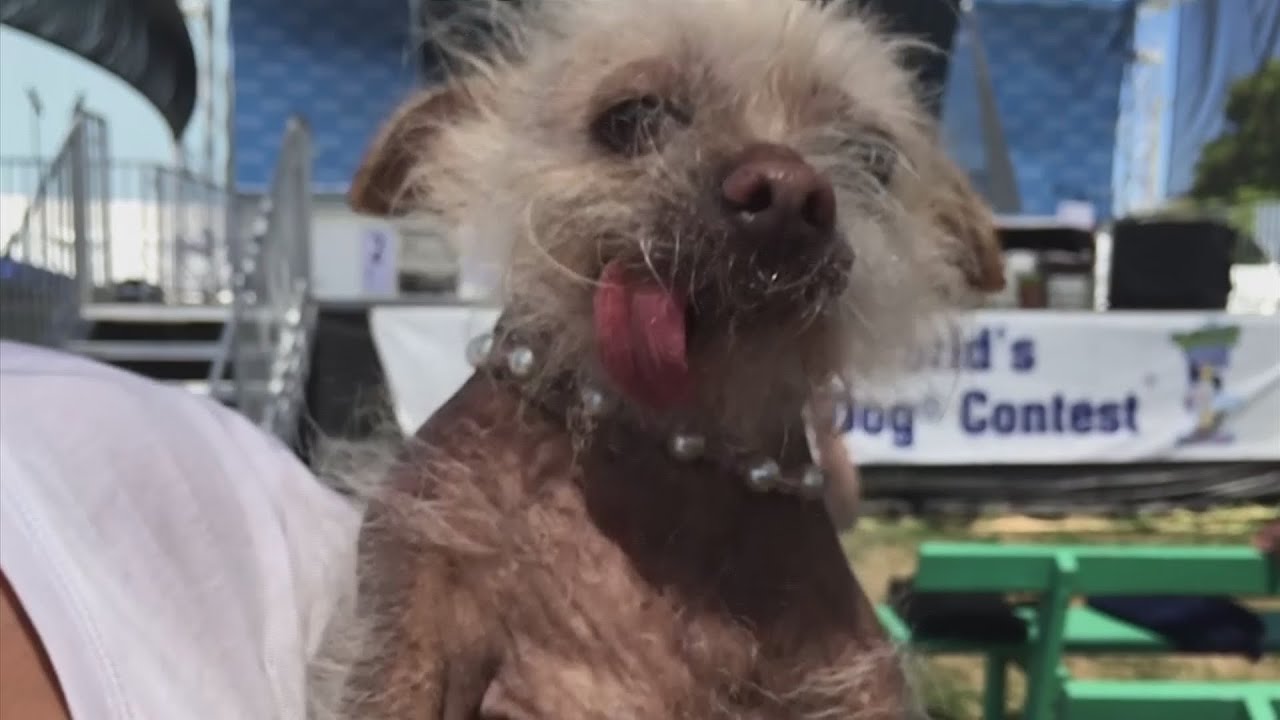 Icons Big Ugly Dog Ugliest Dog Breeds: Celebrating The Unique Beauty