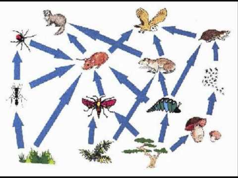 'Food Chain' - educational song - YouTube