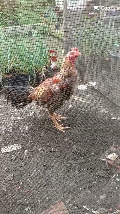 Kostrad x Pakoy brutal gimana jadinya bossss - YouTube